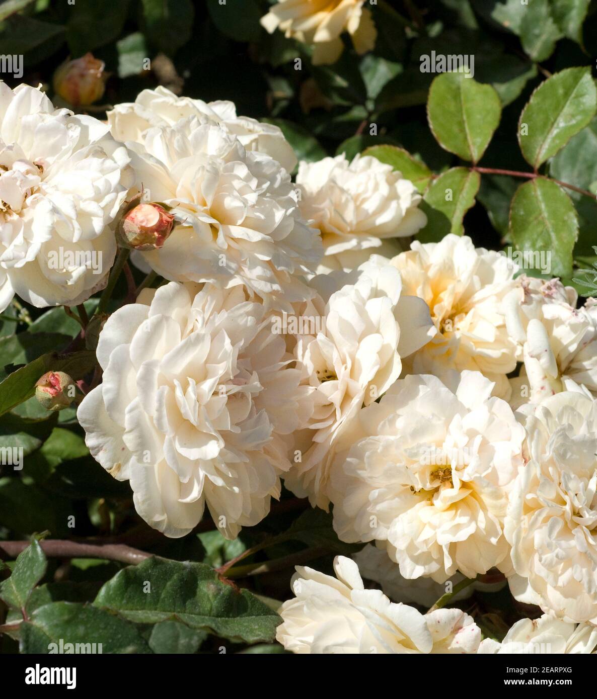 Historische Rose, Buff Beauty Stock Photo - Alamy
