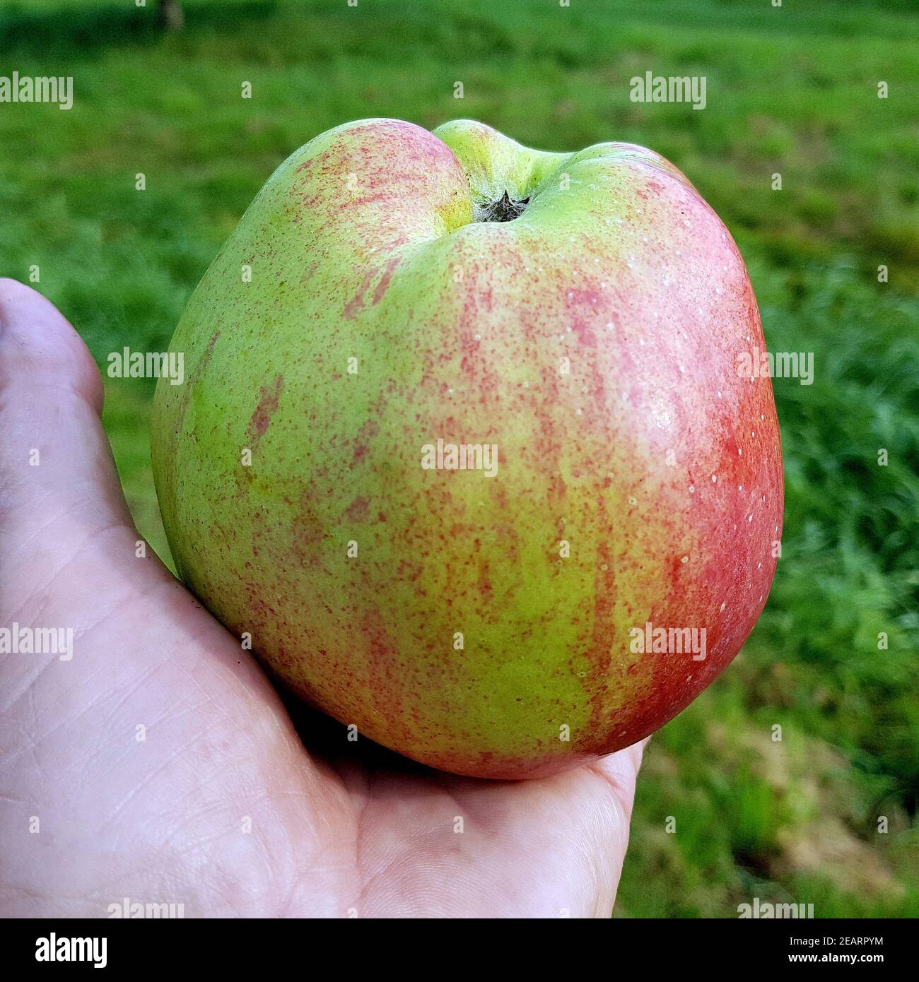 Hilde, Alte Apfelsorten, Apfel, Malus, domestica Stock Photo - Alamy