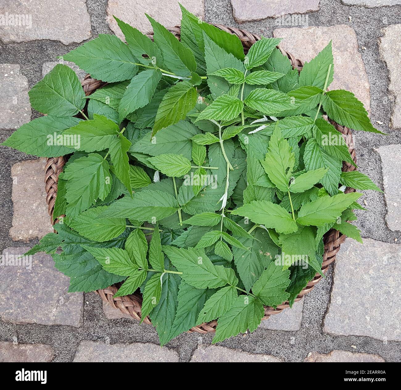 Himbeerblatt hi-res stock photography and images - Alamy