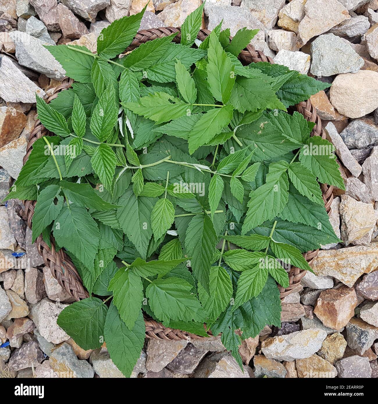 Himbeerblaetter, Rubus, idaeus, Himbeerblatt Stock Photo - Alamy