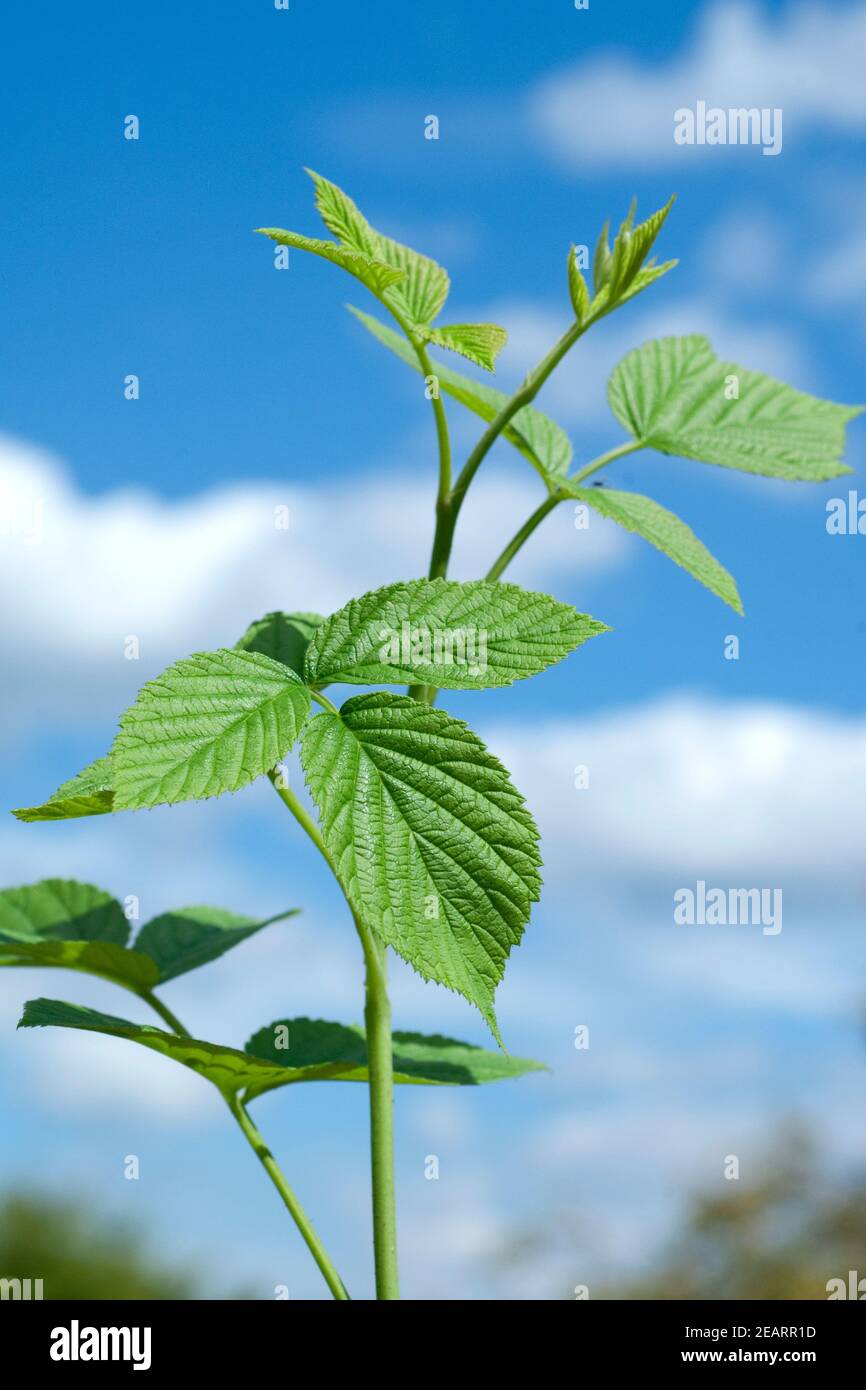 Himbeerblaetter, Rubus, idaeus Stock Photo - Alamy