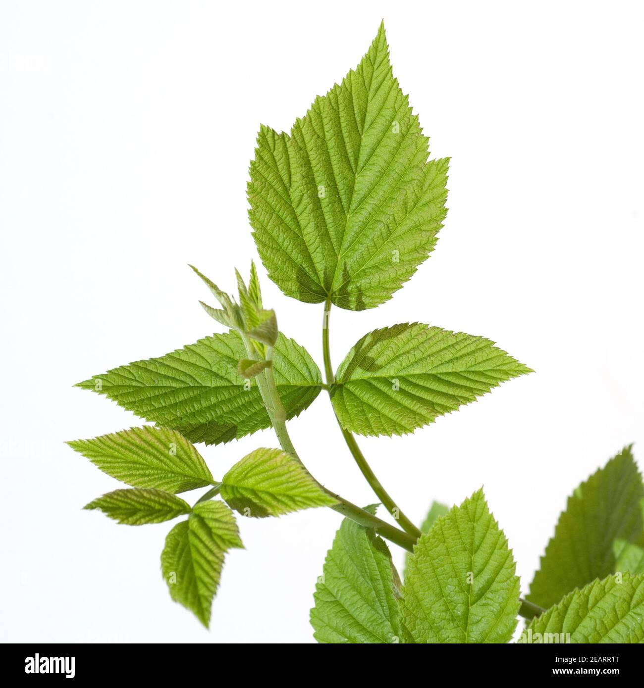 Himbeerblaetter, Rubus, idaeus Stock Photo - Alamy