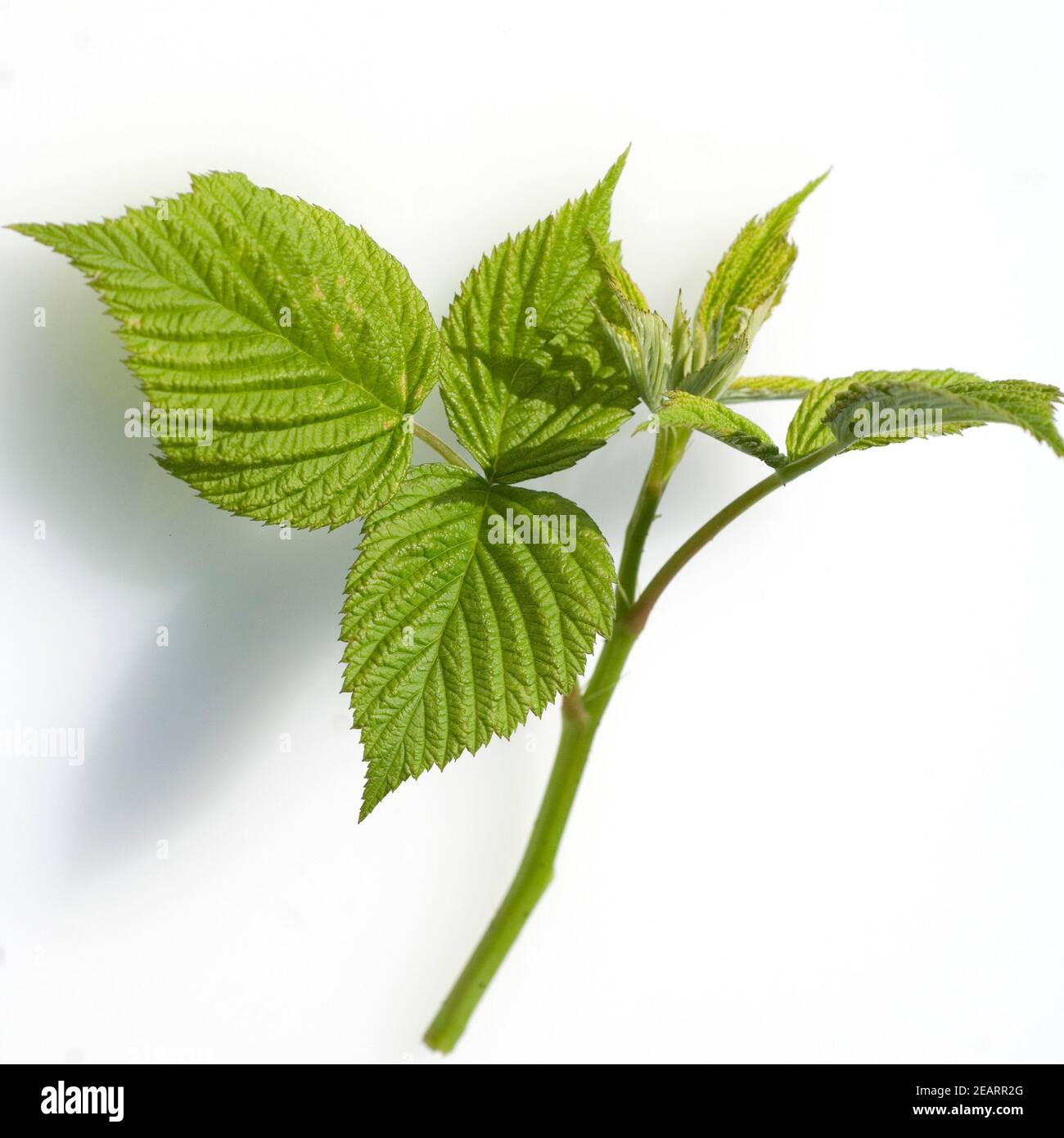 Himbeerblaetter Rubus idaeus Stock Photo - Alamy