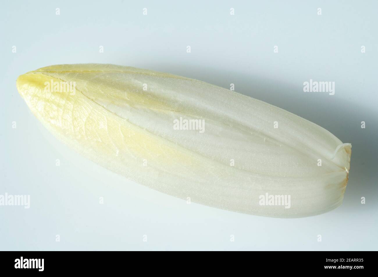 Chicoree hi-res stock photography and images - Alamy