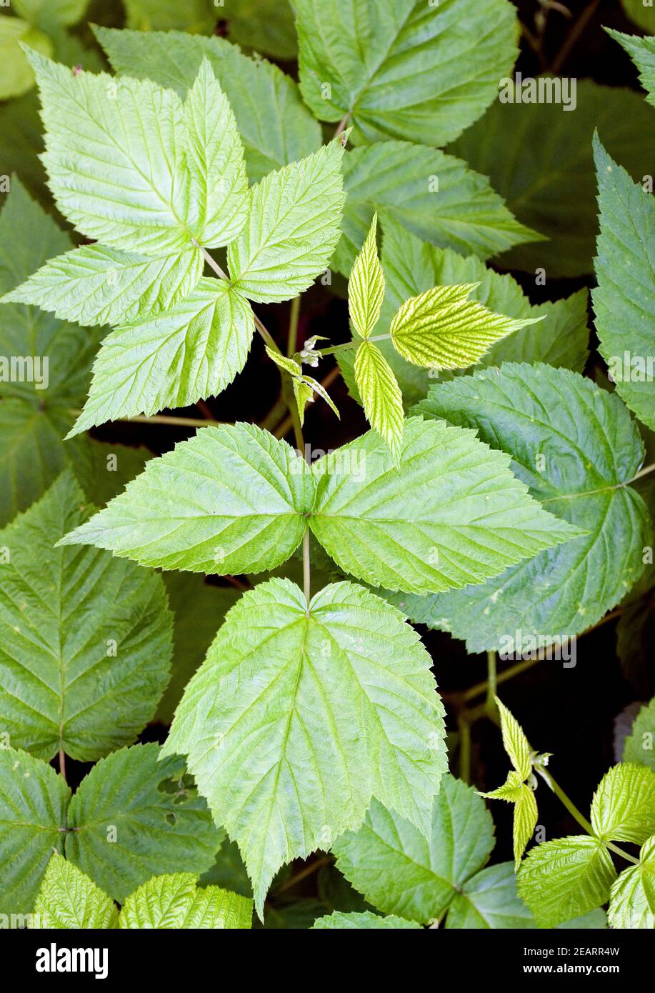 Himbeerblatt hi-res stock photography and images - Alamy