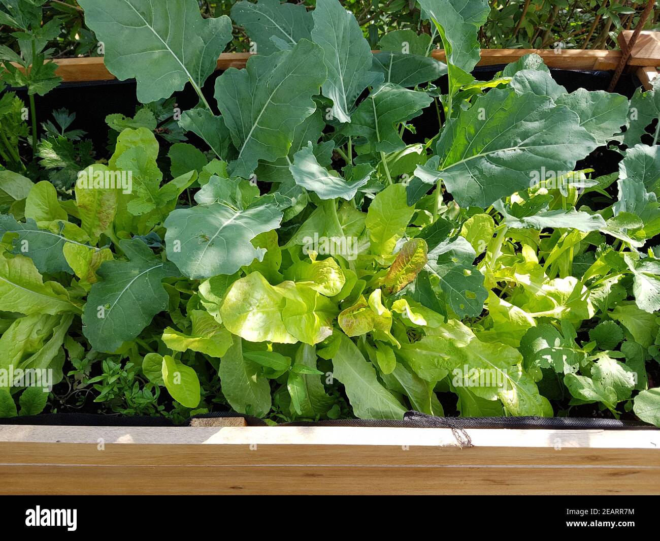 Hochbeet hi-res stock photography and images - Alamy