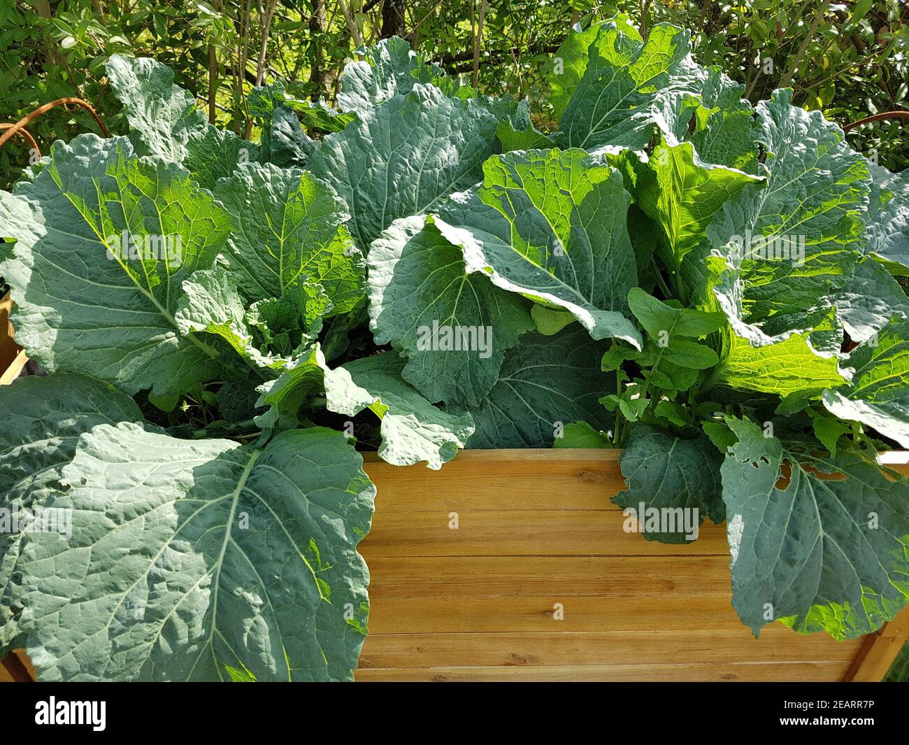 Wirsing cabbage hi-res stock photography and images - Alamy