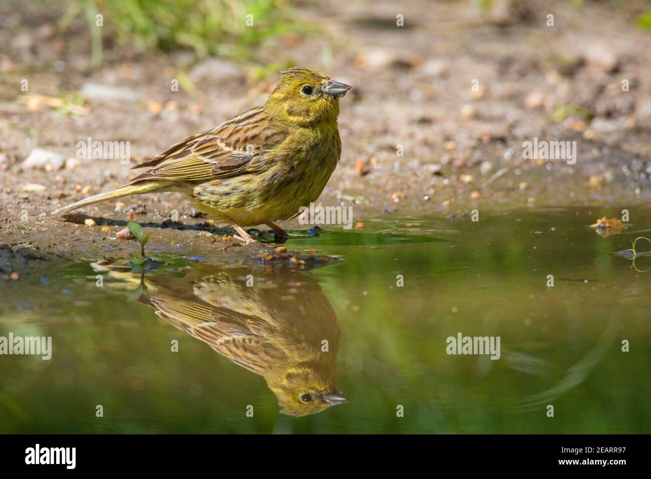 Yellowhammer (Emberiza citrinella) female drinking water from pond ...