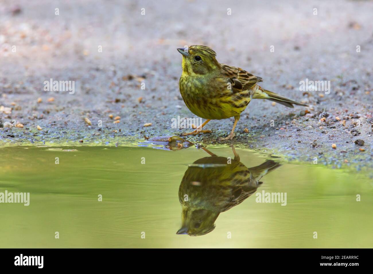 Yellowhammer (Emberiza citrinella) female drinking water from pond ...