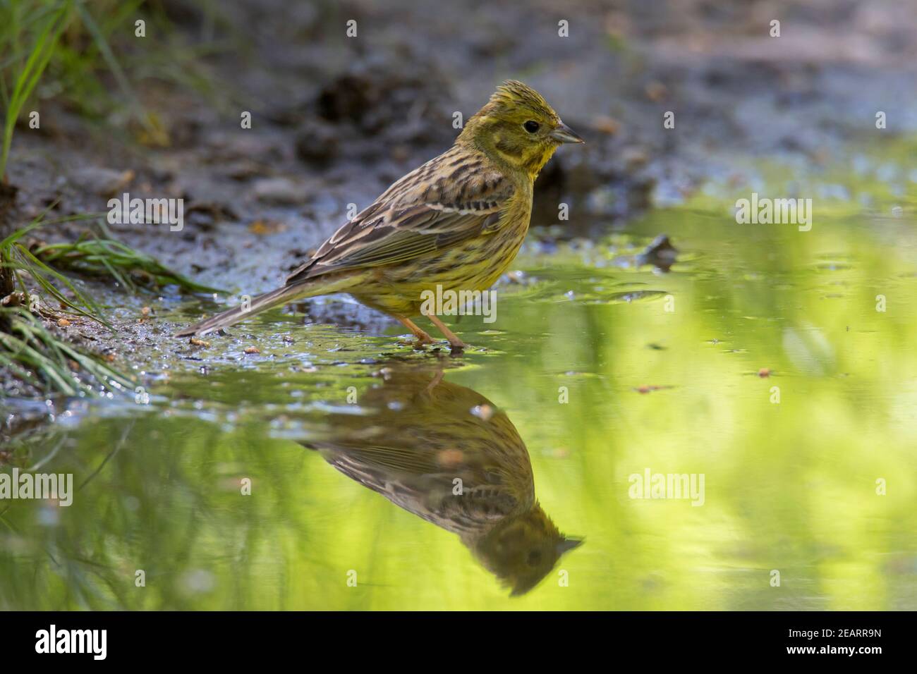Yellowhammer (Emberiza citrinella) female drinking water from pond ...