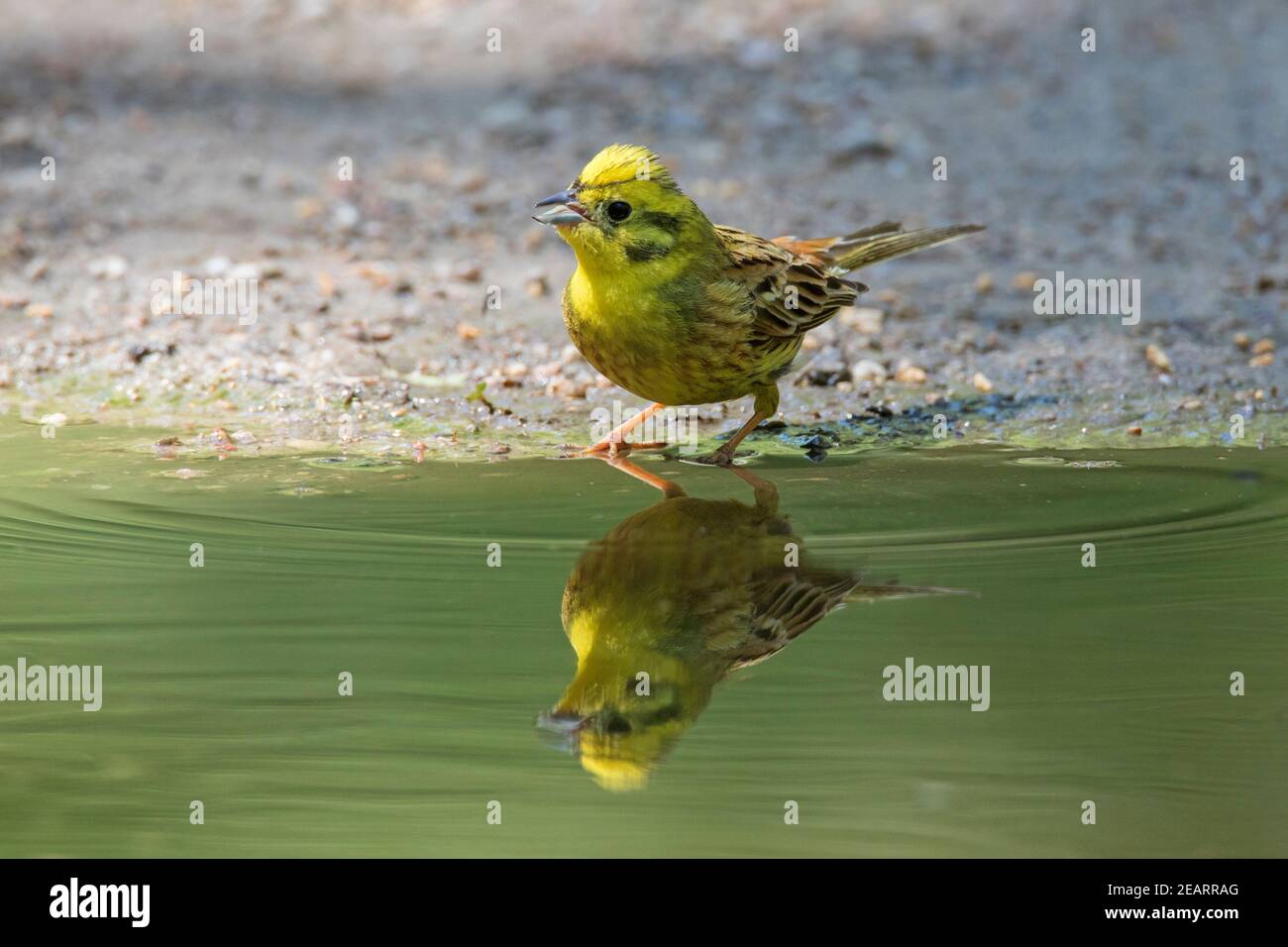 Yellowhammer (Emberiza citrinella) male drinking water from pond ...