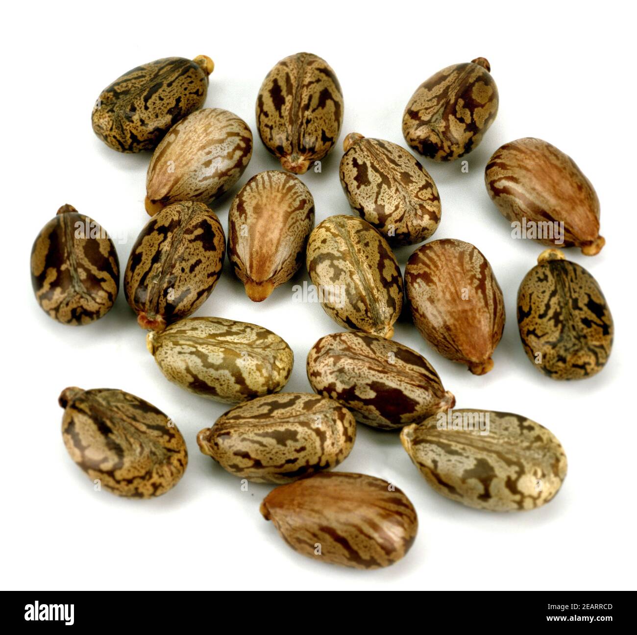 Rizinussamen, Rizinus, Ricinus Communis Stock Photo - Alamy