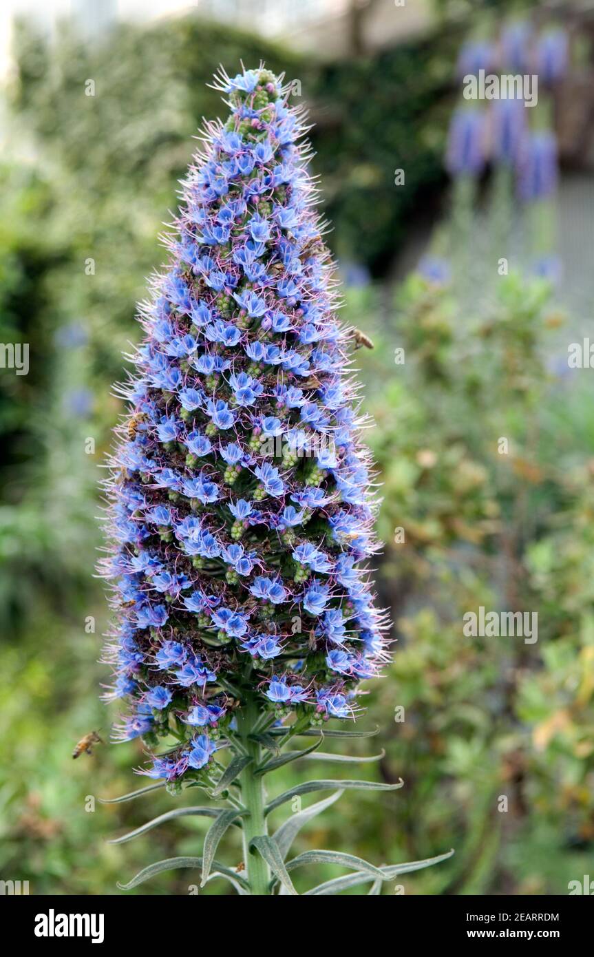 Blaue natternkopf hi-res stock photography and images - Alamy