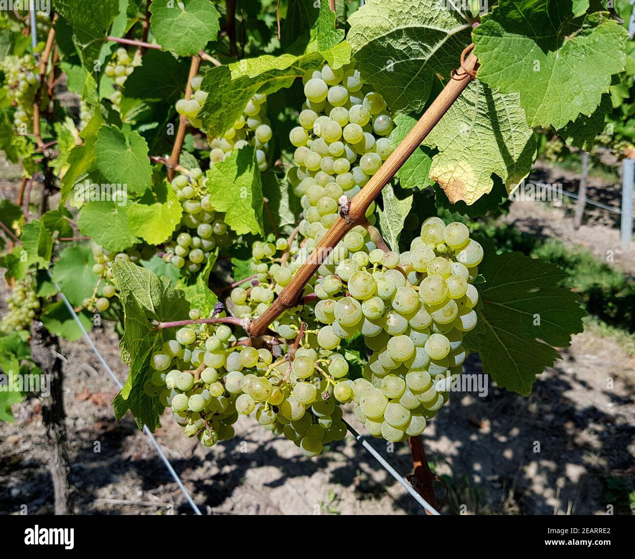 Weintraube hi-res stock photography and images - Alamy