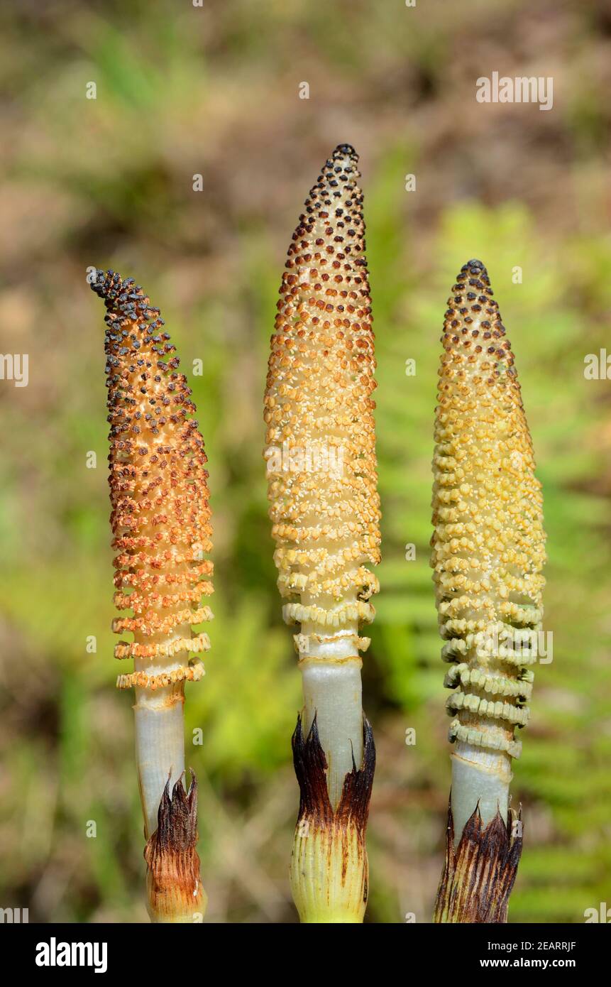 Fertile stems of common horsetail (Equisetum arvense Stock Photo - Alamy