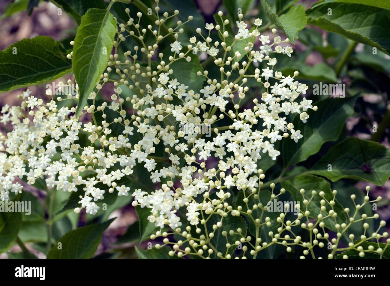 Holunder sambucus hi-res stock photography and images - Alamy