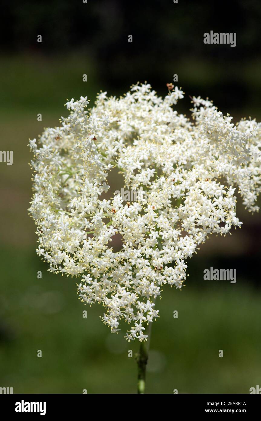 Weisser, Holunder Haschberg Holunderbeere Sambucus, nigra Heilpflanze ...