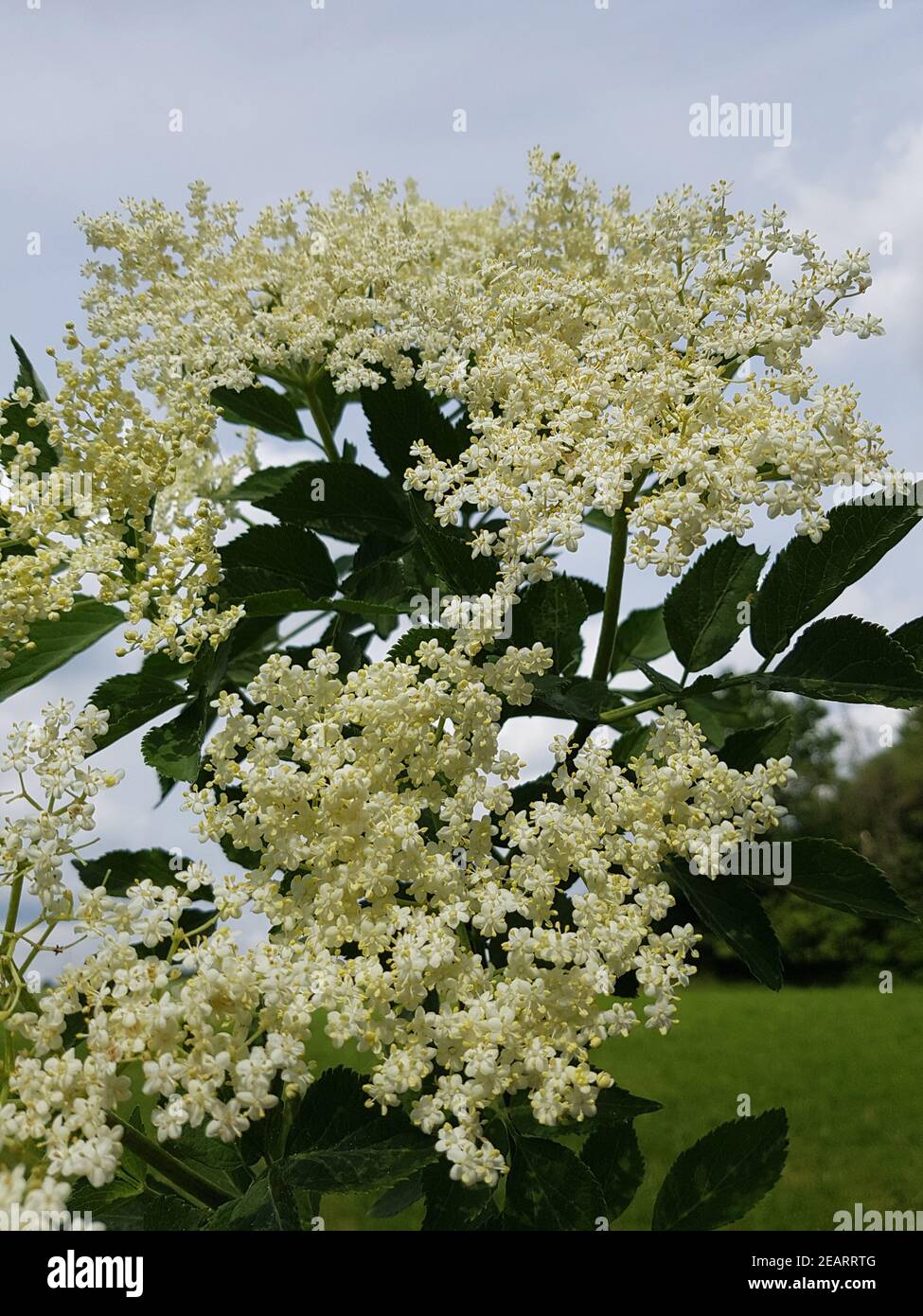 Holunderblueten Sambucus nigra, Heilpflanze Stock Photo - Alamy