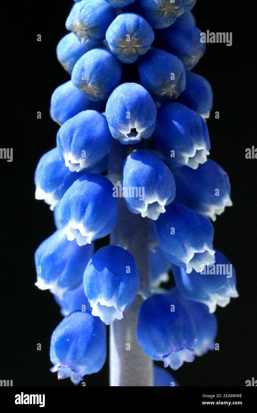 Blaue traubenhyazinthe hi-res stock photography and images - Alamy