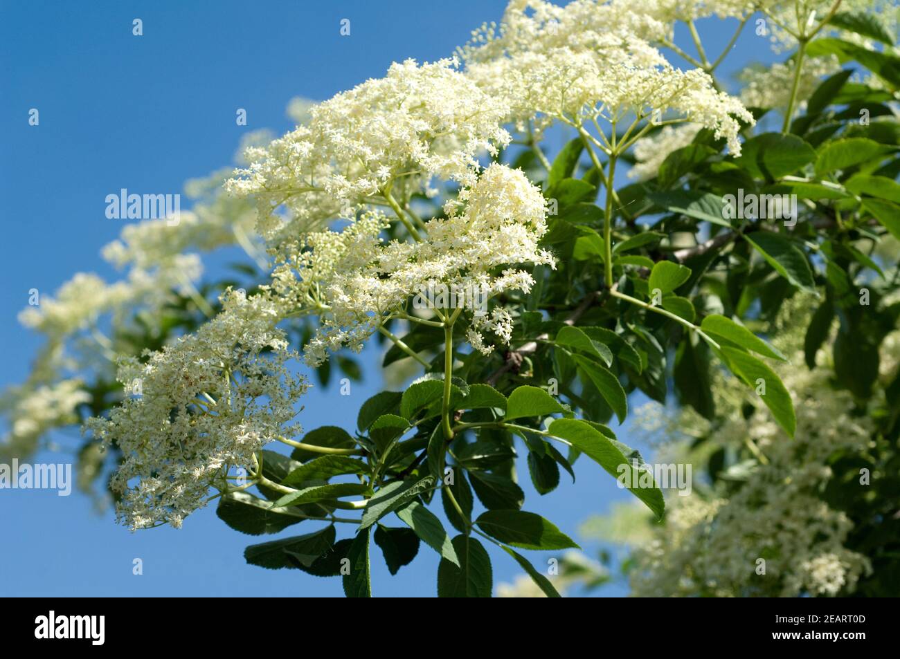 Weisser, Holunder Haschberg Holunderbeere Sambucus, nigra Heilpflanze ...