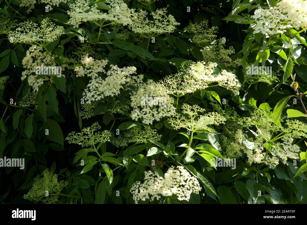 Weisser, Holunder Haschberg Holunderbeere Sambucus, nigra Heilpflanze ...