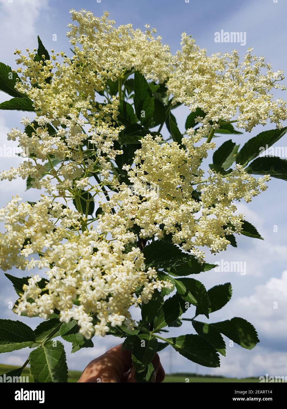 Flora holunder hi-res stock photography and images - Alamy