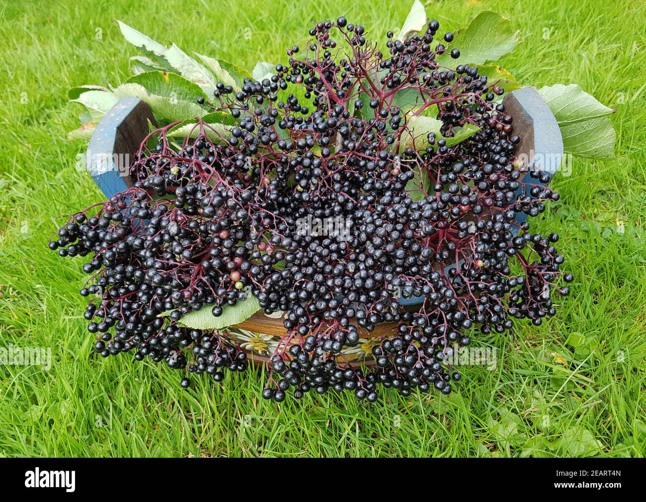 Holunderbeeren, Sambucus, nigra, Heilpflanze Stock Photo - Alamy
