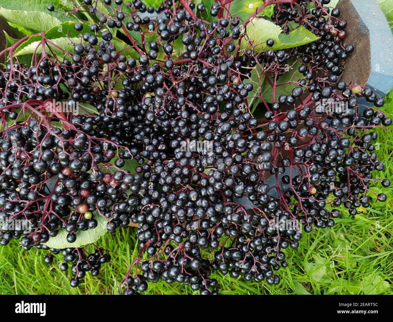 Sambucus nigra holunderbeeren hi-res stock photography and images - Alamy
