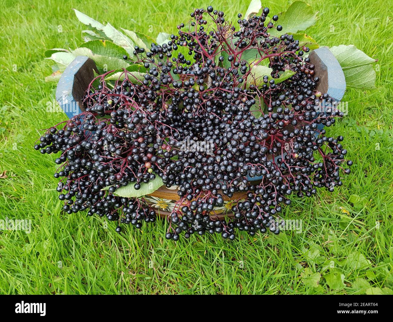 Sambucus nigra holunderbeeren hi-res stock photography and images - Alamy