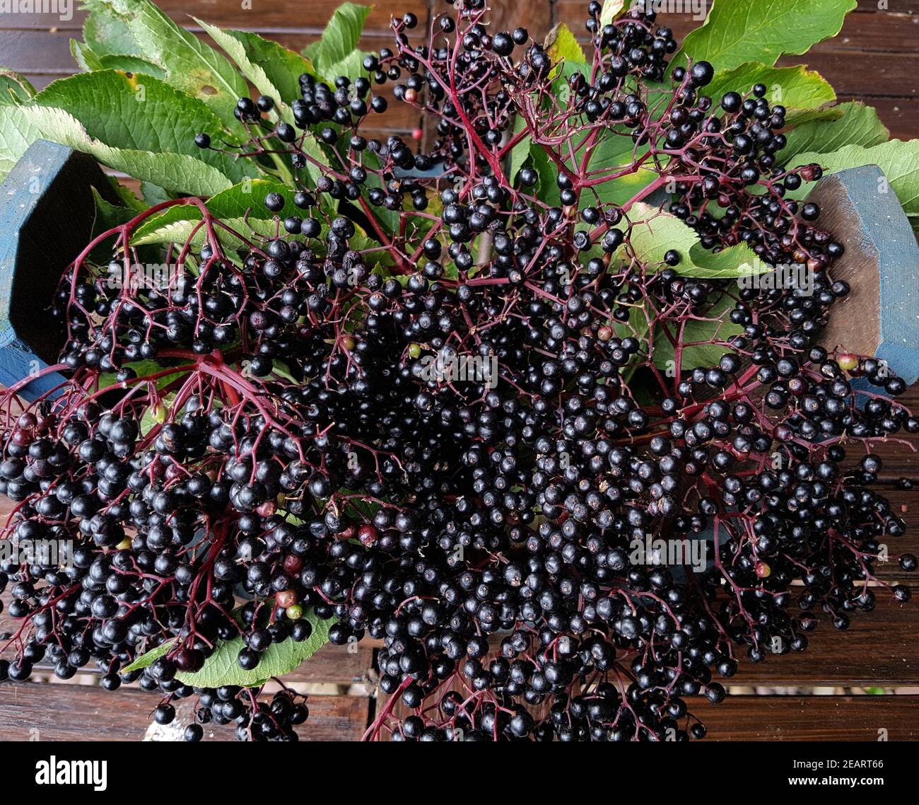 Sambucus nigra holunderbeeren hi-res stock photography and images - Alamy
