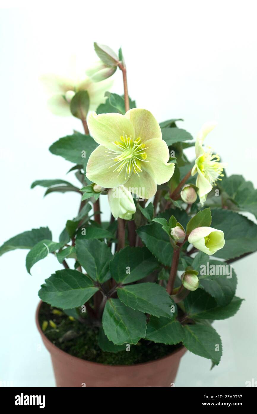 Christrose, Helleborus, helleborus-x-ballardiae, Cinnamon, Snow Stock ...