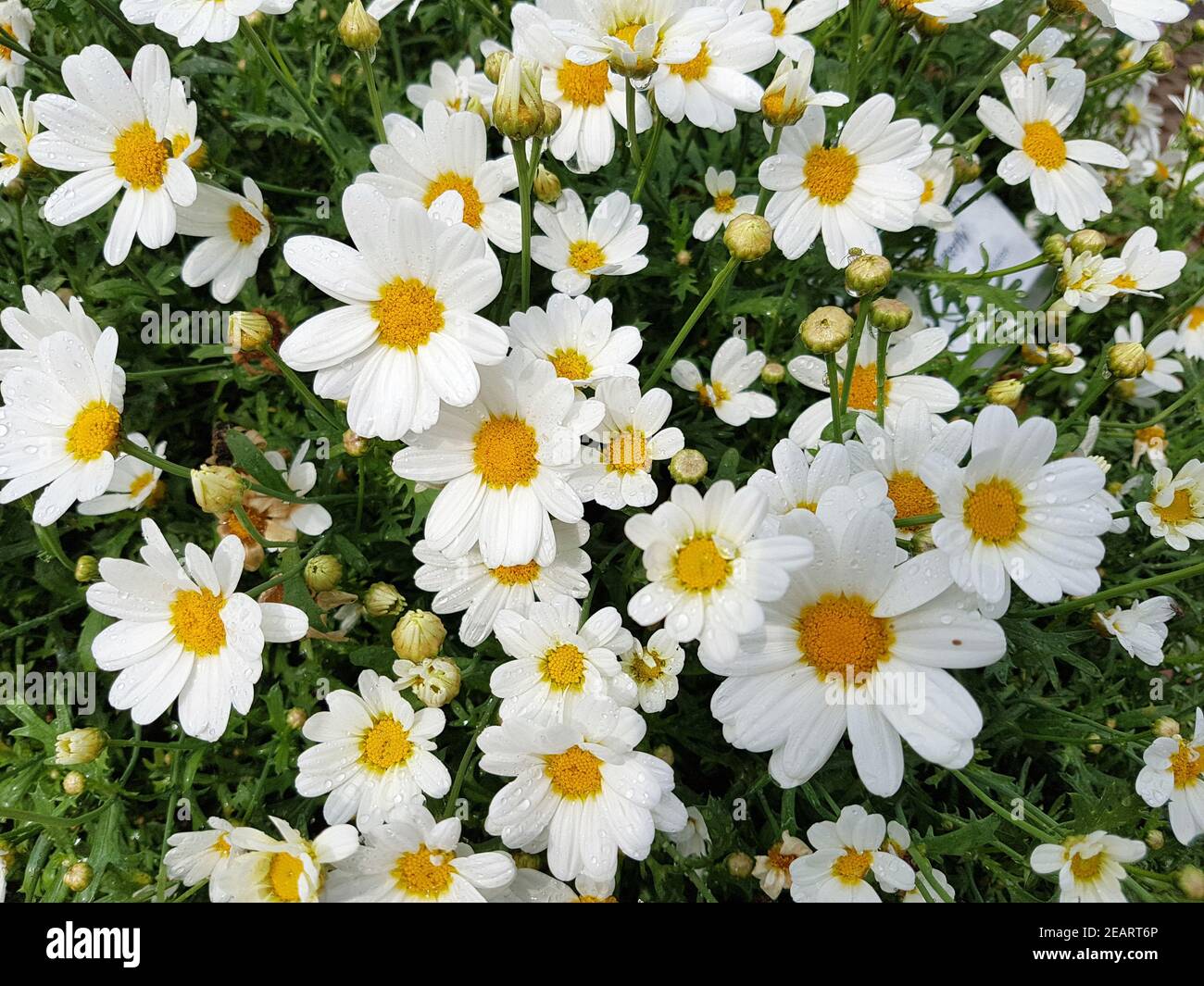 Strauchmargerite, Chrysanthemum, Frutescens, Pure White Butterfly Stock ...