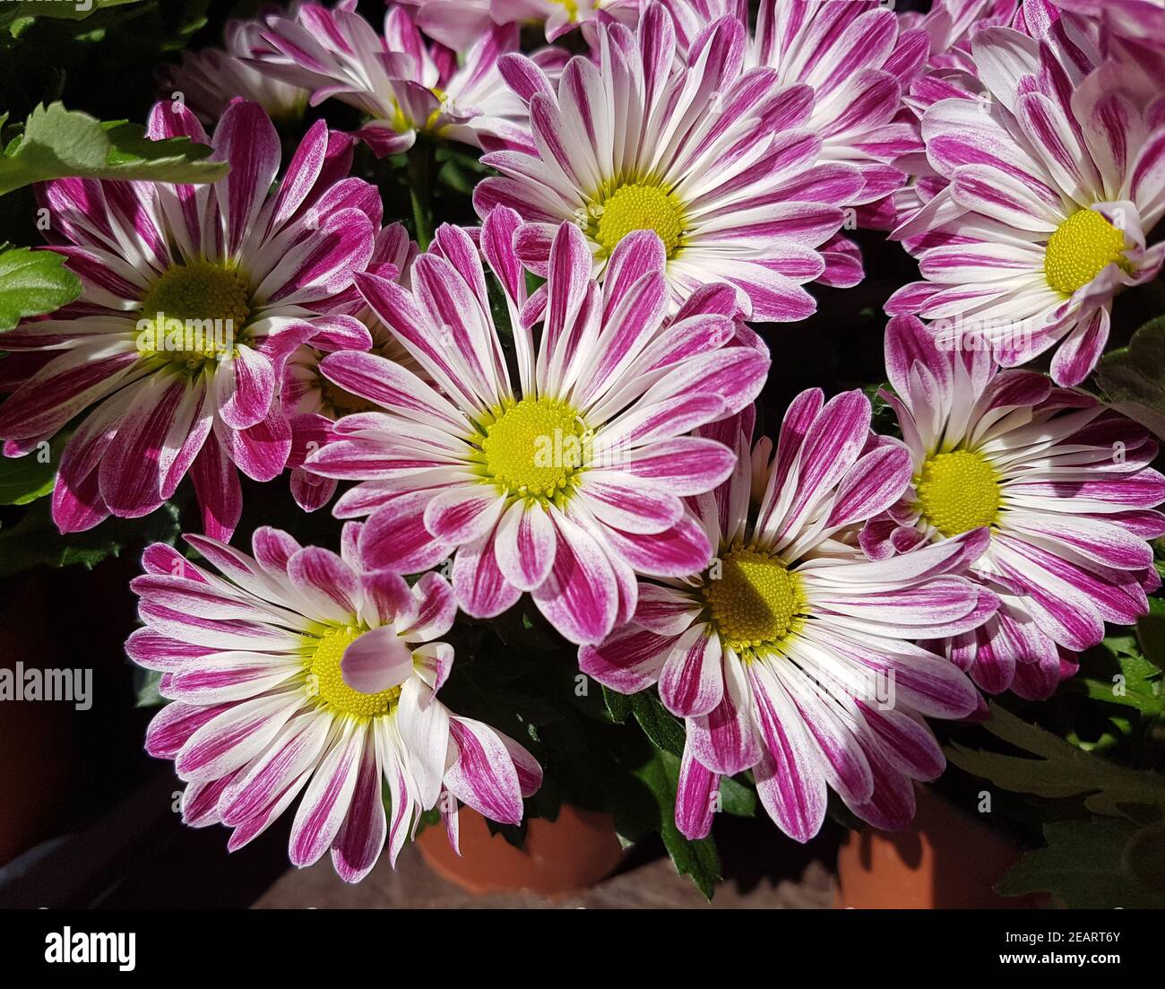 Chrysantheme hi-res stock photography and images - Alamy