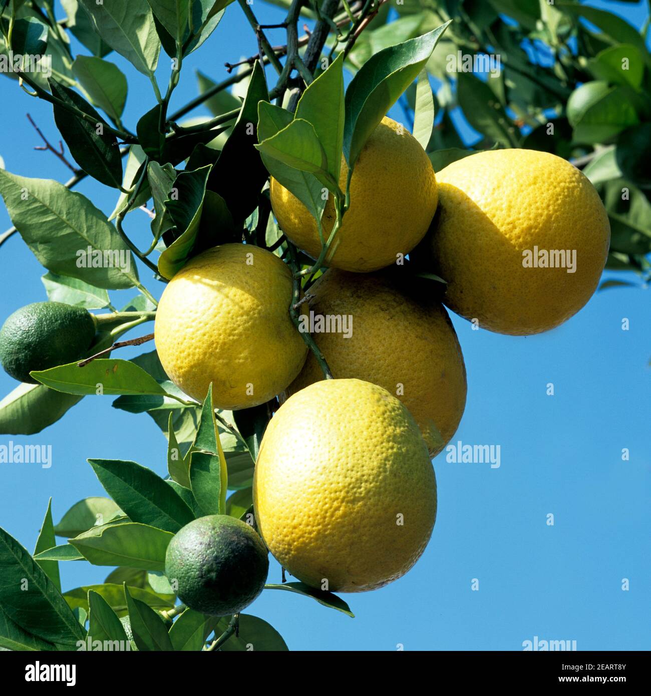 Sa dfrucht hi-res stock photography and images - Alamy