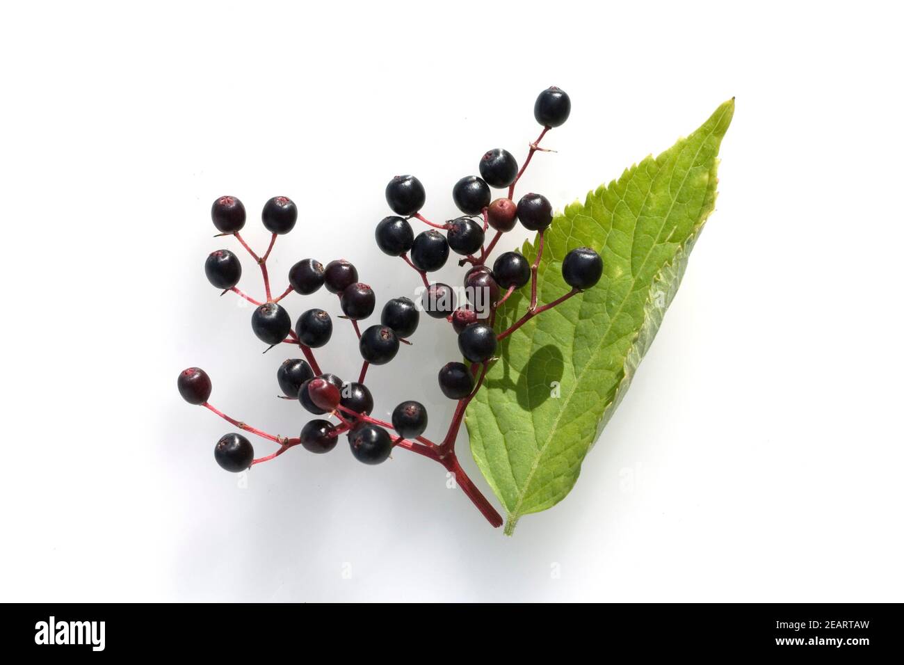 Sambucus nigra holunderbeeren hi-res stock photography and images - Alamy