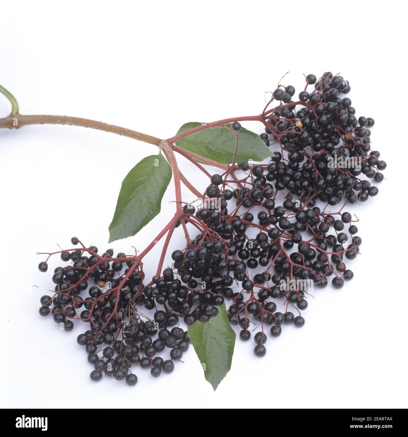 Schwarze holunderbeere hi-res stock photography and images - Alamy