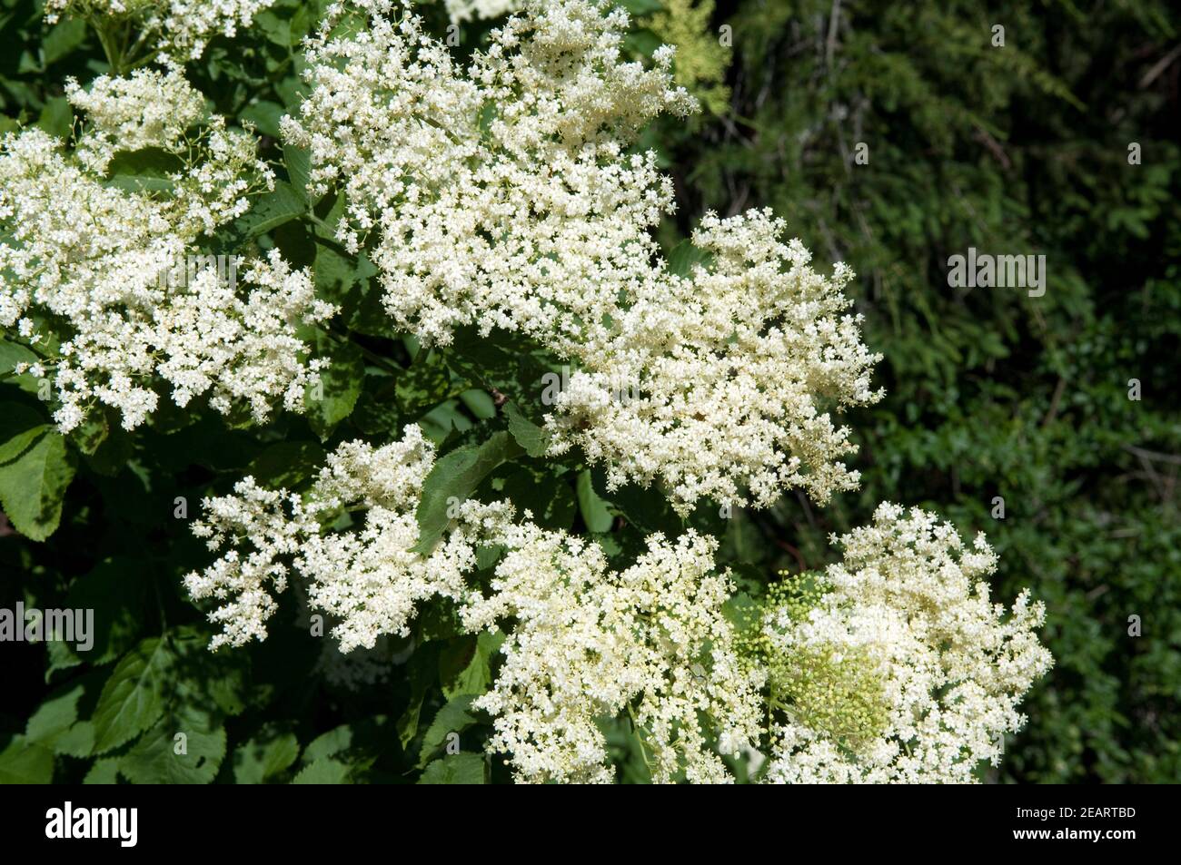 Holunderbluete, Sambucus nigra Stock Photo - Alamy