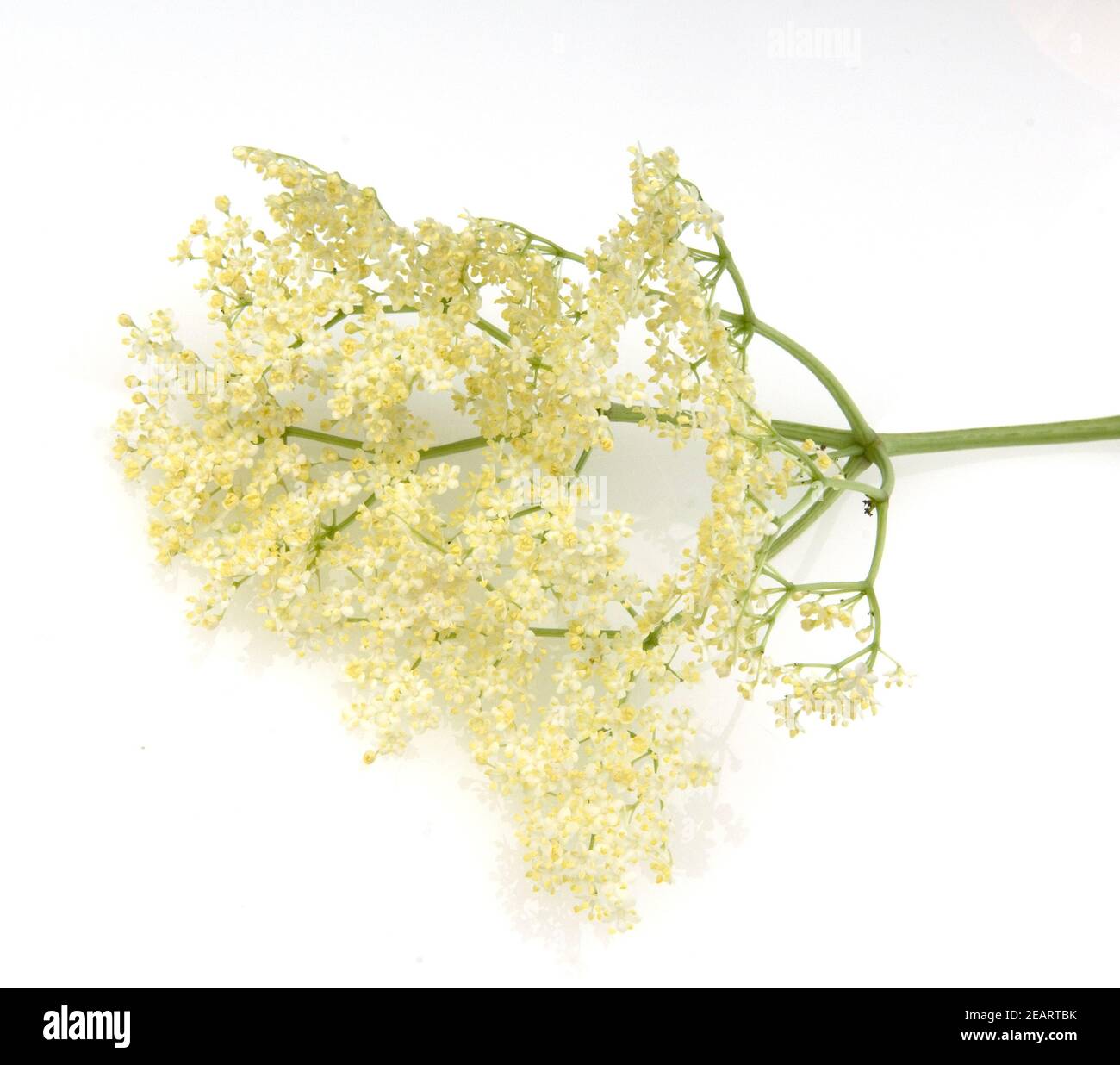 Bluehender holunder hi-res stock photography and images - Alamy