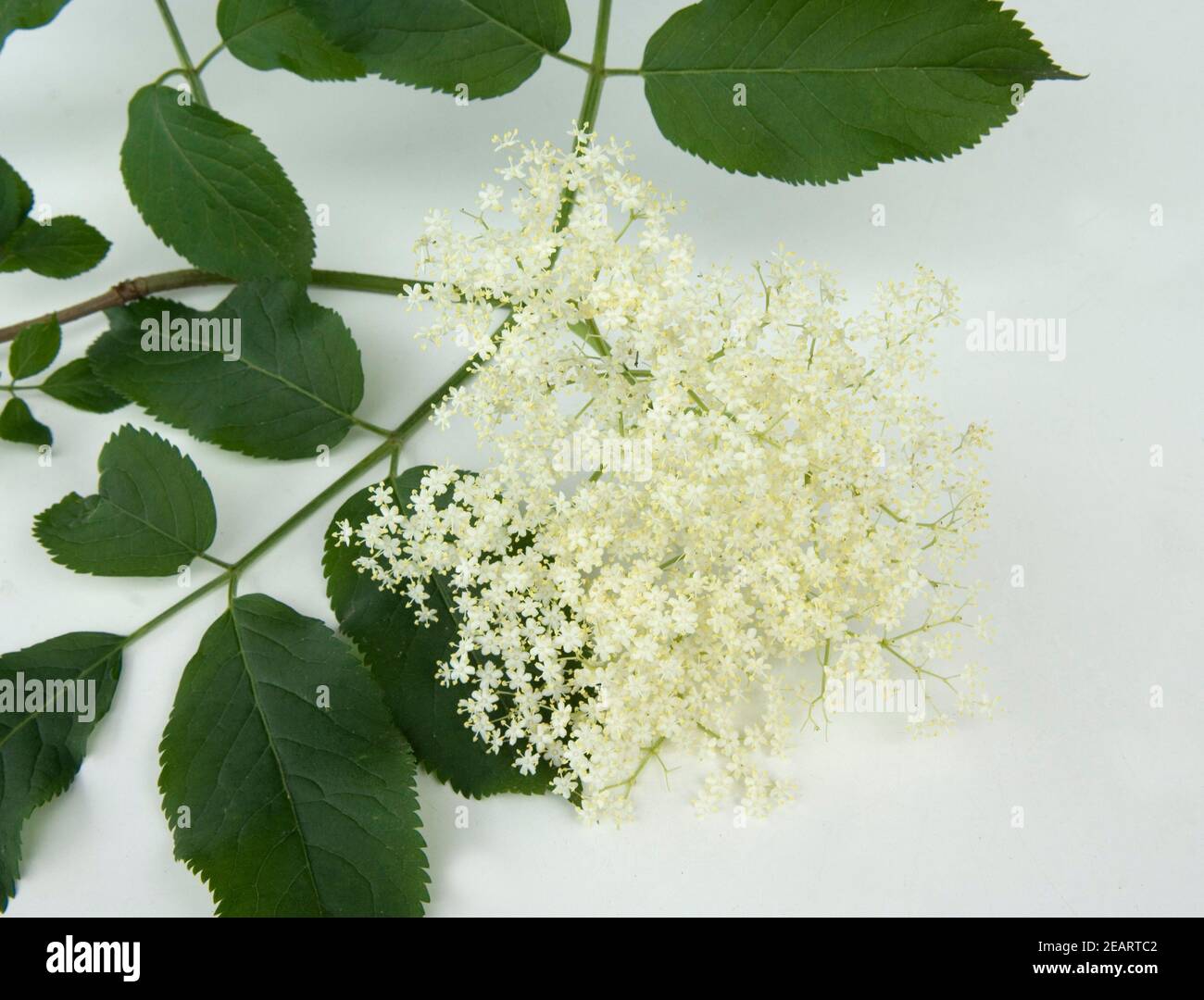 Bluehender Holunder High Resolution Stock Photography and Images - Alamy