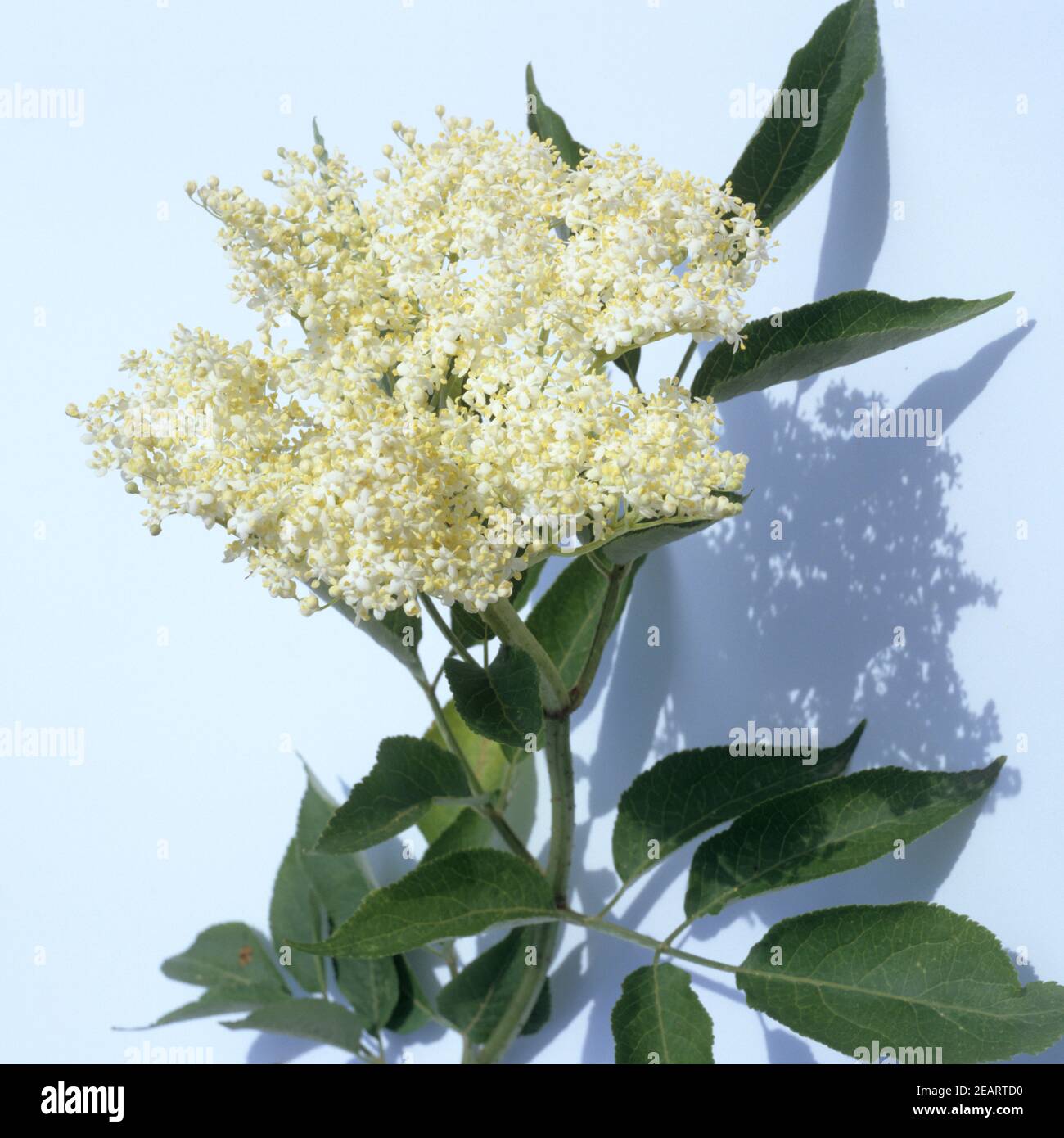 Holunderbluete Sambucus nigra Stock Photo - Alamy