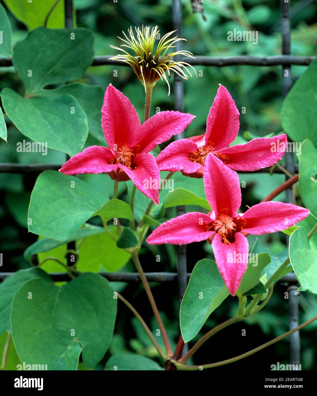 Clematis texensis princess diana hi-res stock photography and images ...