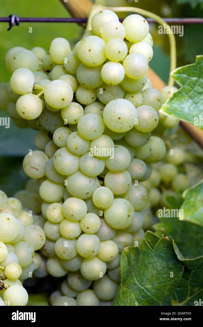Toscano hi-res stock photography and images - Alamy
