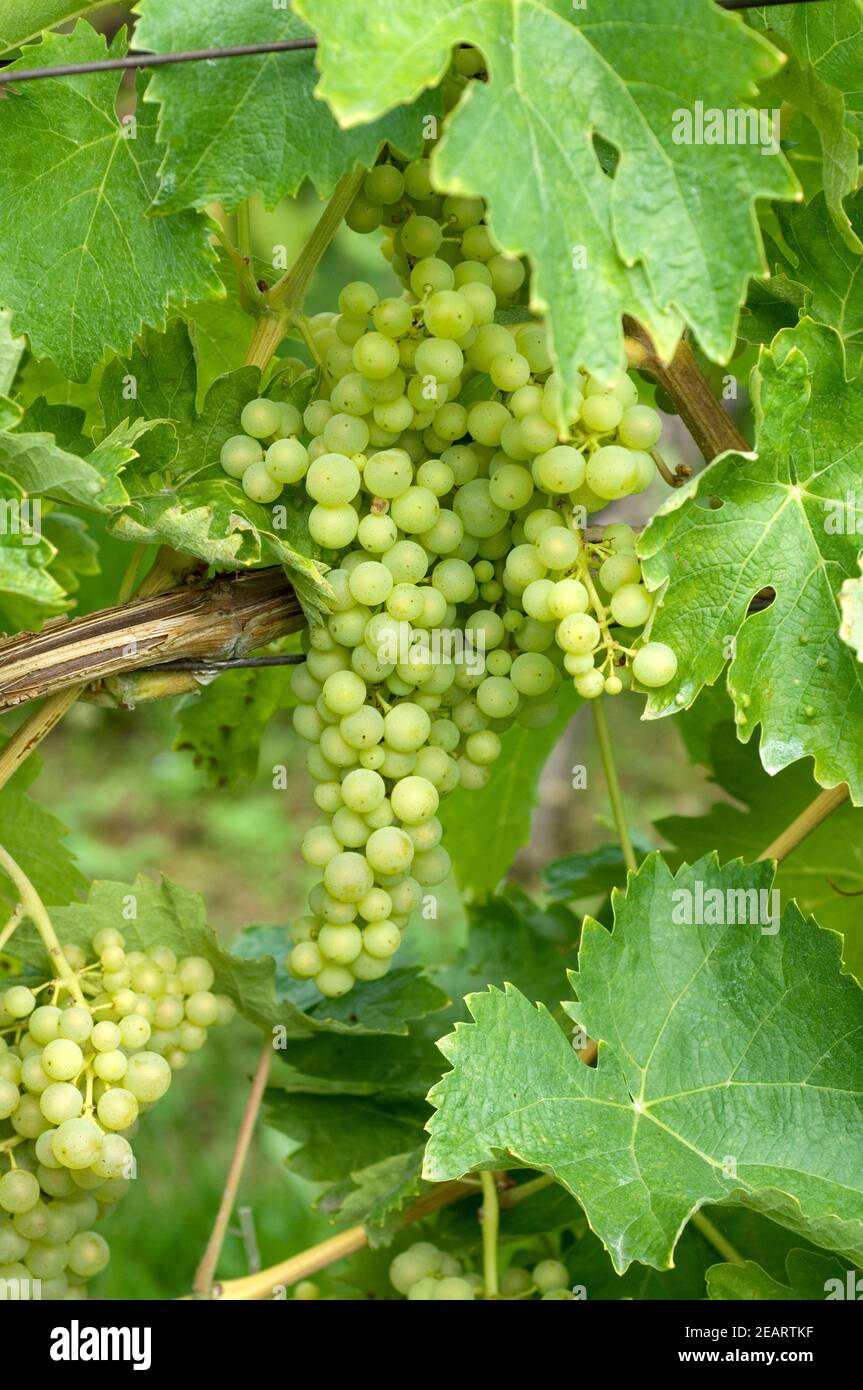 Trebbiano Toscano Weisse Weintrauben Stock Photo - Alamy