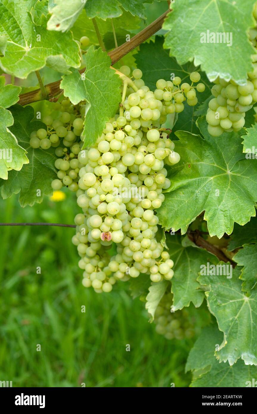 Trebbiano Toscano, Weinsorte Stock Photo - Alamy