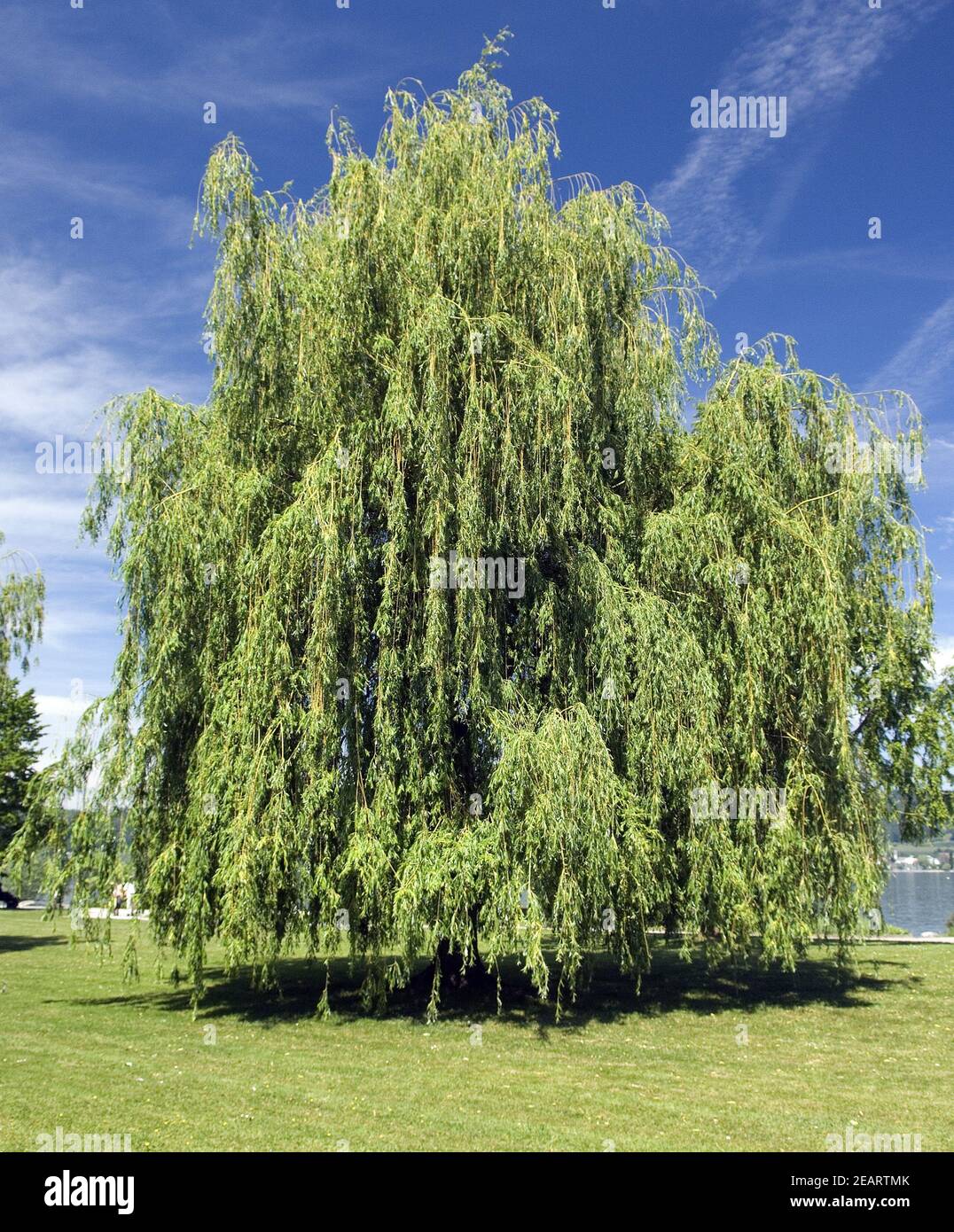 Trauerweiden salix babylonica hi-res stock photography and images - Alamy