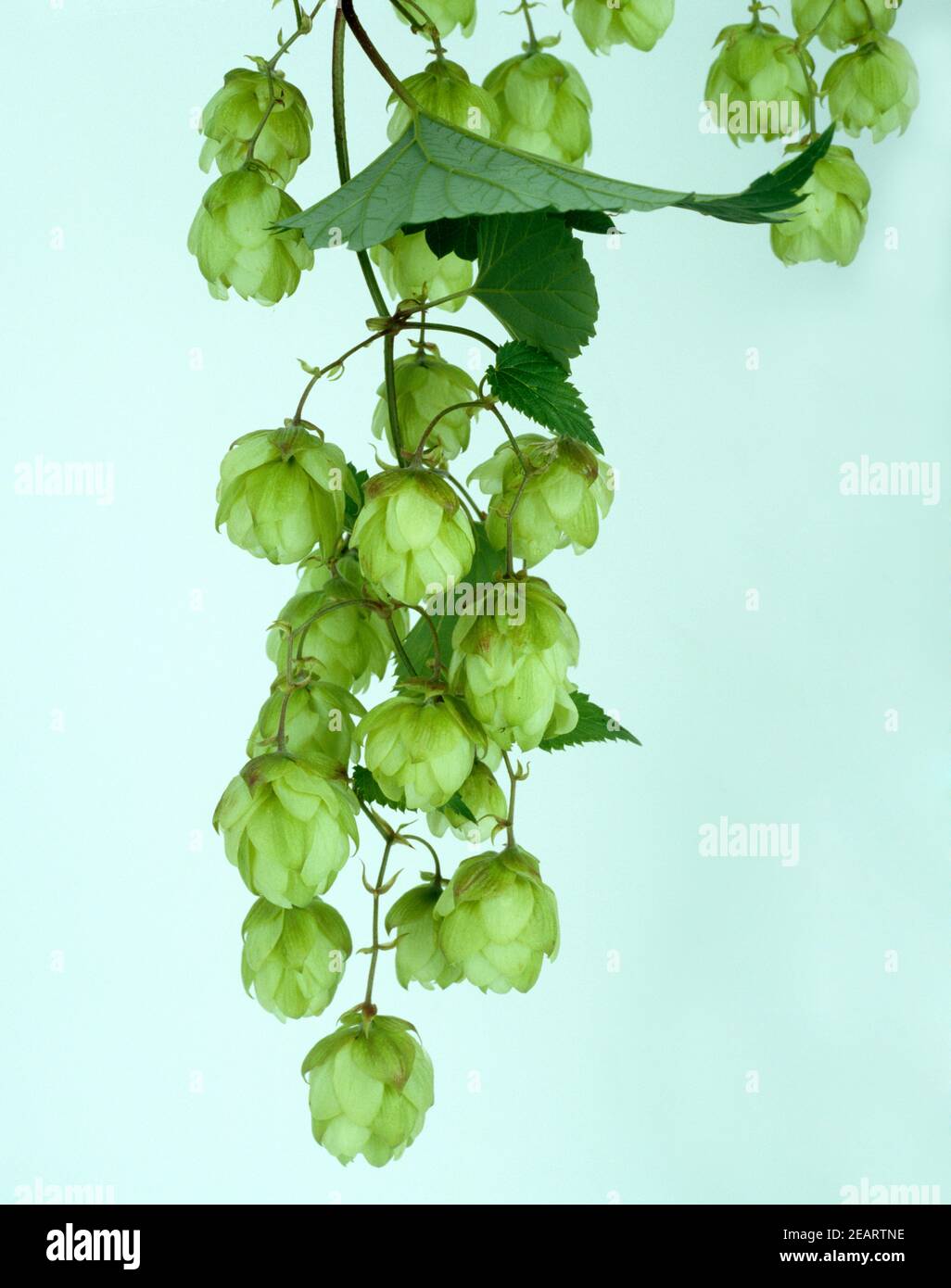 Hopfen humulus hi-res stock photography and images - Alamy