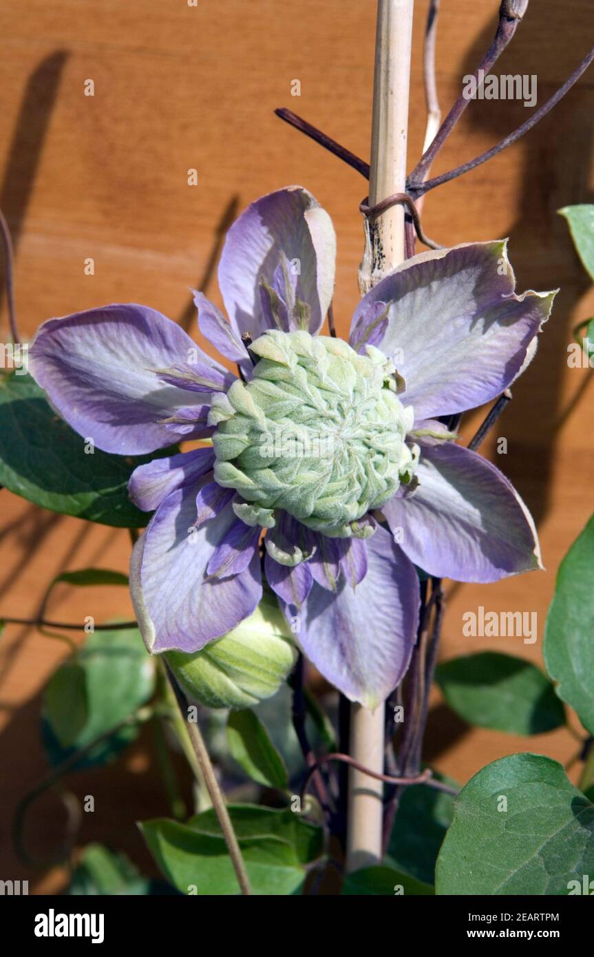 Clematis Blue Light Stock Photo - Alamy
