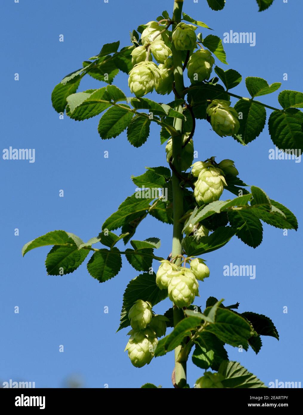 Hopfen, Humulus lupulus Stock Photo - Alamy