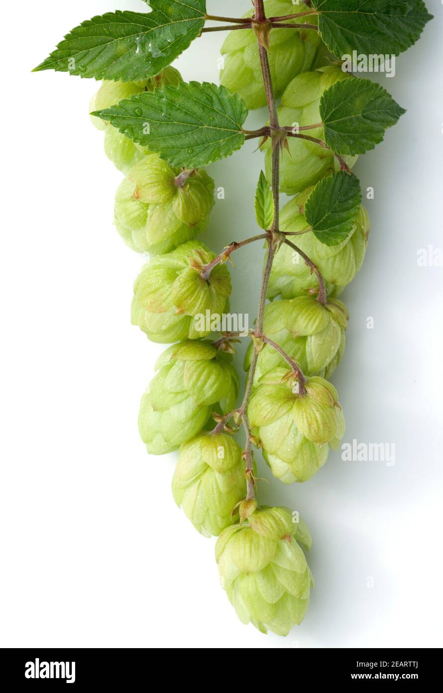 Hopfen Humulus lupulus Stock Photo - Alamy