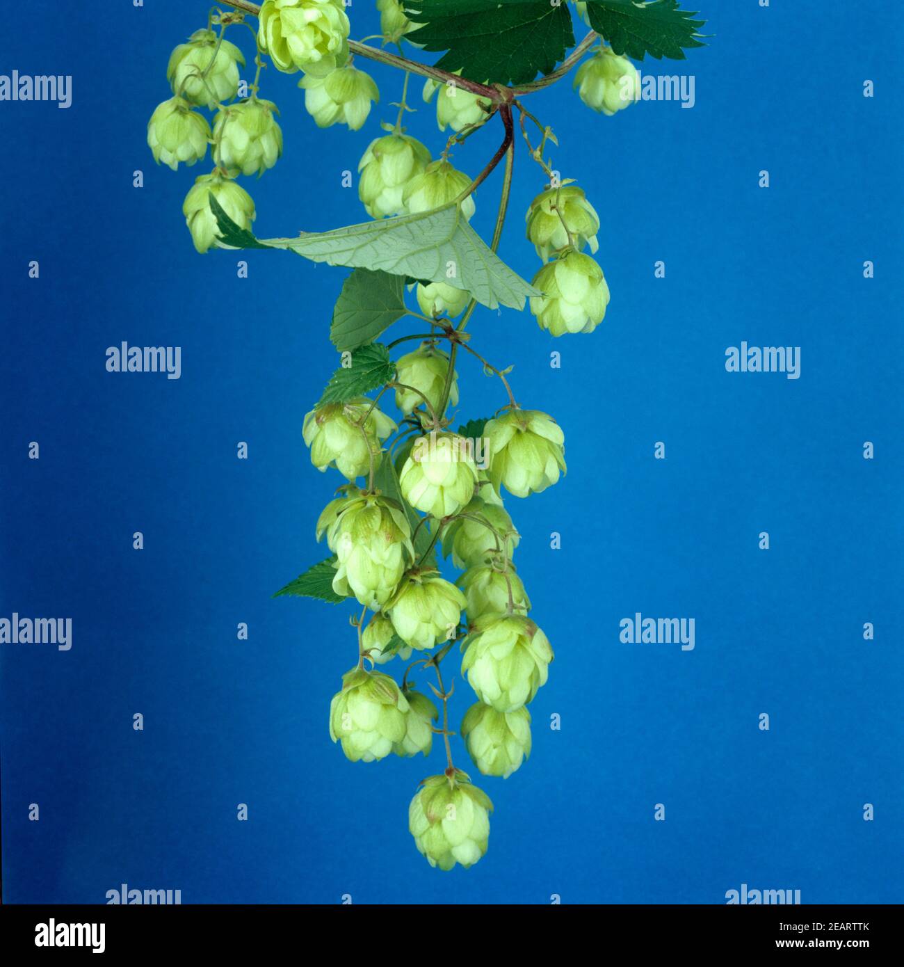 Hopfen Humulus lupulus Stock Photo - Alamy